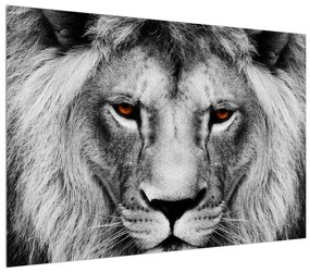 Černobílý obraz lva (100x70 cm)