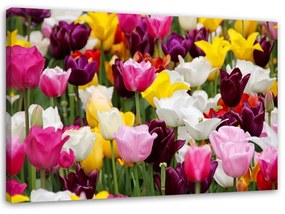 Gario Obraz na plátně Louka plná tulipánů Rozměry: 60 x 40 cm