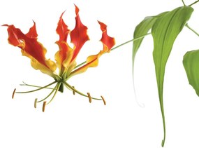 Fototapeta - Květ (254x184 cm)
