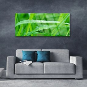 Plexisklo-obraz Listy Kapky Rosy Příroda 125x50 cm