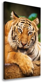 Wallmuralia Vertikální Foto obraz na plátně Bengálský tygr 50x100