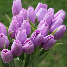 Umělé tulipány jako živé - fialová 40cm