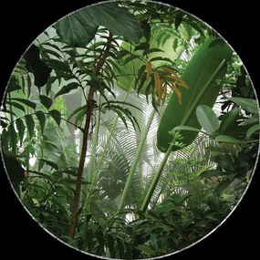 Samolepicí fototapeta CR3213 Jungle 70 x 70 cm
