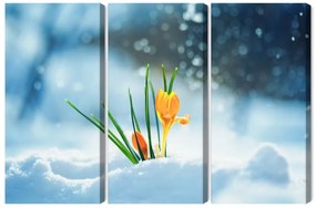 Vícedílný obraz Žluté Krokusy Prorážejí Sněhem Nedostatek Nedostatek Přírodní plátno 120x80