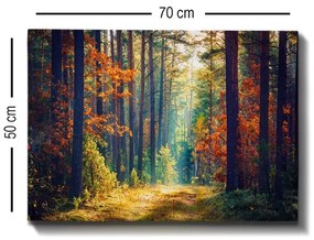 Obraz na plátně Miracle forest 50x70 cm