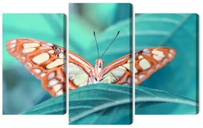 Vícedílný obraz Motýl Na Listu V Makro Měřítku Nedostatek Nedostatek Přírodní plátno 120x80
