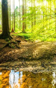 Obraz lesní úsvit Velikost (šířka x výška): 120x80 cm