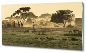Wallmuralia Fotoobraz na skle Žirafy na savaně 100x50