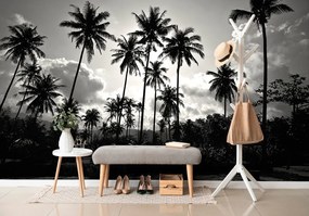 Tapeta kokosové palmy na pláži v černobílém - 225x270
