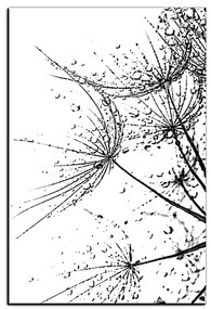 Obraz na plátně - Pampelišková semínka s kapkami vody - obdélník 7202QA (60x40 cm)