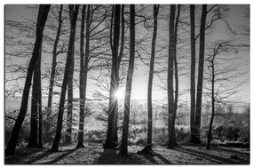 Obraz na plátně - Podzimní ráno v lese 1251QA (120x80 cm)