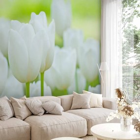 Fototapeta Pole bílých květů - rostlinný motiv ve formě světlých tulipánů