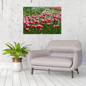 Skleněný obraz tulipánů (70x50 cm)