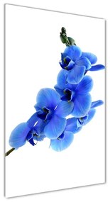 Wallmuralia Vertikální Fotoobraz na skle Modrá orchidej 50x100