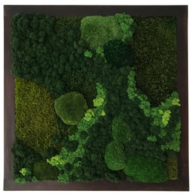 WOODILO Mechový obraz kombinace mechů Unique | rozměr 60x60 cm | barva rámu Tmavý ořech