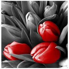 Obraz tří červených tulipánů  (30x30 cm), 40 dalších rozměrů