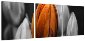 Oranžový tulipán mezi černobílými - obraz
