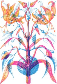 Filip Šenkeřík | Hybrid II – Lilencyclia Liliaceum Rám: Bez rámu, Velikost: 60 x 40 cm