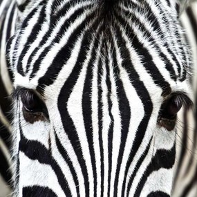 Třídílná vliesová fototapeta Zebra, rozměr 225x250cm, MS-3-0234