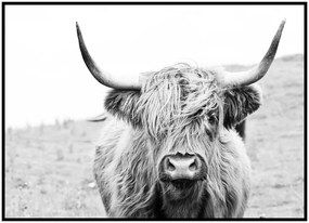 Plakát Highland cattle Rozměr plakátu: A4 (21 x 29,7 cm), Orientace plakátu: Na šířku