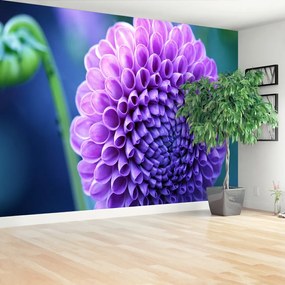 Fototapeta fialová dahlia 104x70