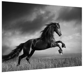 Černobílý obraz koně (70x50 cm)