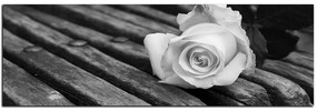 Obraz na plátně - Bílá růže na lavici - panoráma 5224QA (120x45 cm)