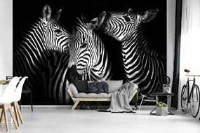 Fototapeta - Zebra (152,5x104 cm)