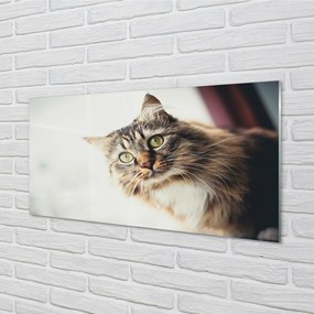 Obraz na skle Mainská mývalí kočka 120x60 cm