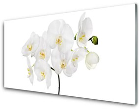 Plexisklo-obraz Bílá Orchidej Květiny 125x50 cm