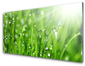 Obraz na skle Příroda Tráva Kapky 120x60 cm