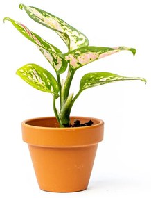 Aglaonema Red Valentine, průměr 6 cm