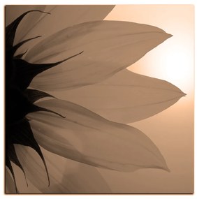 Obraz na plátně - Slunečnice květ - čtverec 3201FA (50x50 cm)