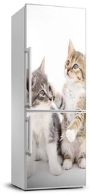Wallmuralia Nálepka fototapeta lednička Dvě kočičky 60x180 cm
