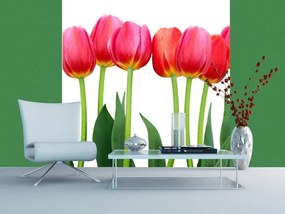 Třídílná vliesová fototapeta Záhon tulipánů, rozměr 225x250cm, MS-3-0126
