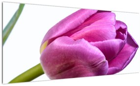 Obraz růžového tulipánu (100x40cm)