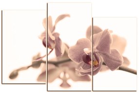 Obraz na plátně - Orchidej květ izolována na bílém pozadí 1222FD (150x100 cm)