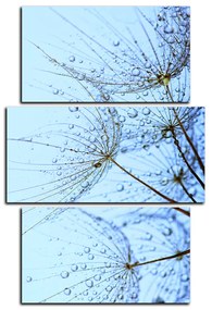 Obraz na plátně - Pampelišková semínka s kapkami vody - obdélník 7202C (105x70 cm)