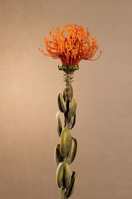 Paramit DRY SMALL PROTEA Aranžovací květina oranžová 61 cm