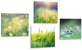 Set obrazů ranní rosa na louce Varianta: 4x 60x60