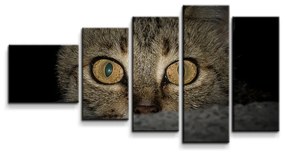 Sablio Obraz - 5-dílný Kočka - 100x60 cm