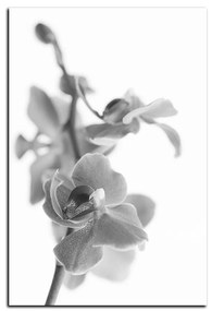 Obraz na plátně - Orchidej květ izolována na bílém pozadí - obdélník 7222QA (75x50 cm)