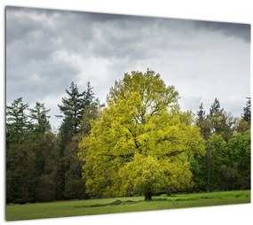 Skleněný obraz zeleného stromu uprostřed pole (70x50 cm)