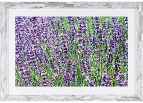 Bondecor Obraz v rámu "Lavender" 53x37cm