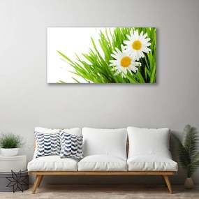 Obraz na plátně Sedmikráska Květ Příroda 125x50 cm