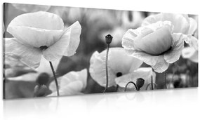 Obraz krásné pole vlčích máků v černobílém provedení - 120x60 cm