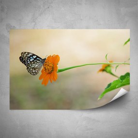 Plakát - Motýl na květince (60x40 cm) - PopyDesign