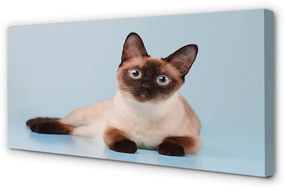 Obrazy na plátně ležící kočka 140x70 cm