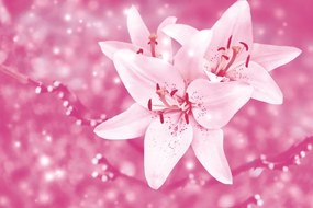 Samolepící fototapeta lilie v růžovém kabátu - 375x250 cm