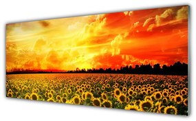 Plexisklo-obraz Louka Slunečnice Květiny 125x50 cm
